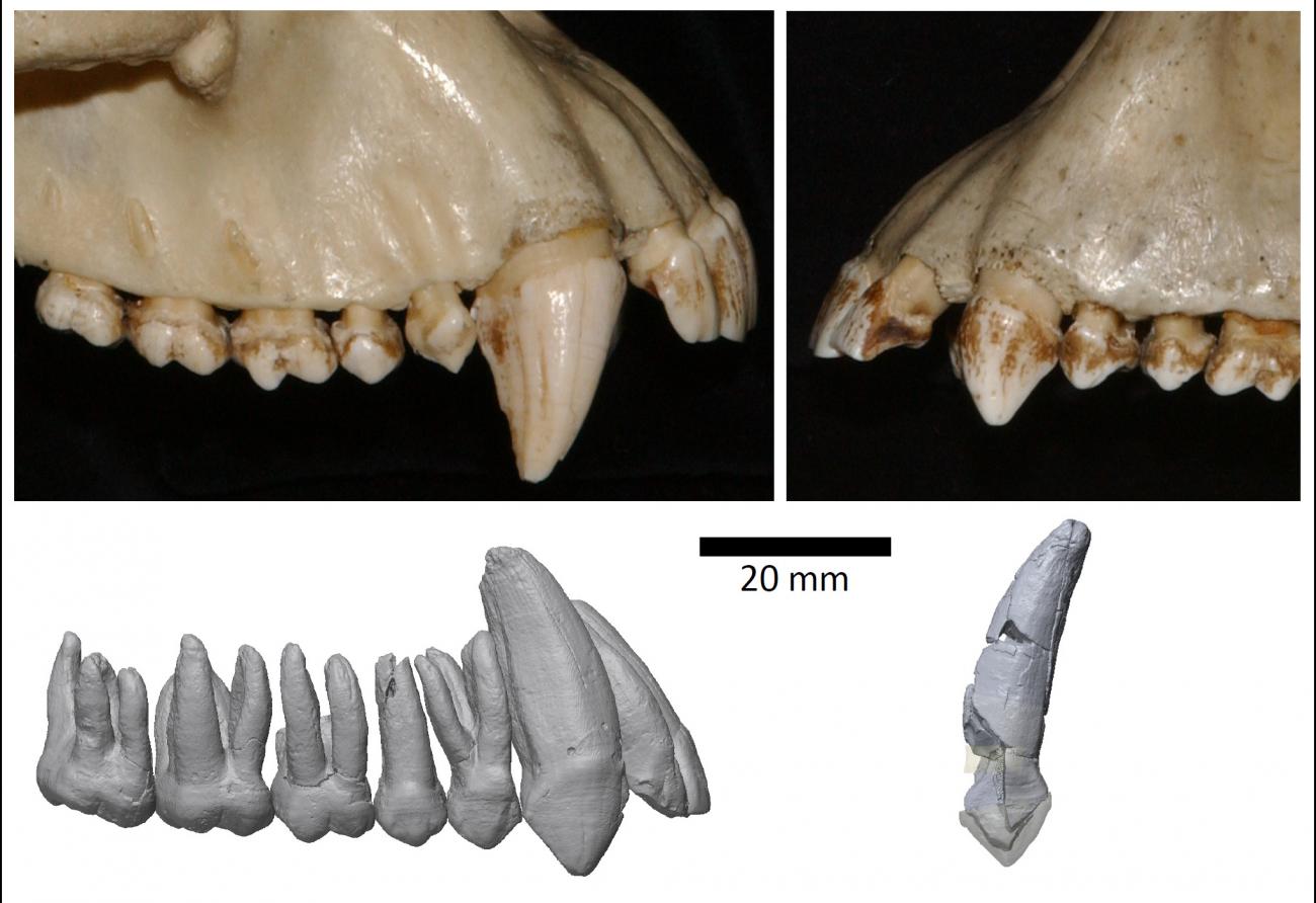 Estimación del dimorfismo sexual de los caninos de 'Ardipithecus ...