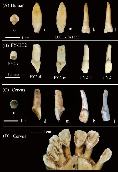 El “humano” que no lo era | CENIEH