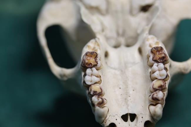 Human activity causes severe dental defects in wild Japanese macaques ...